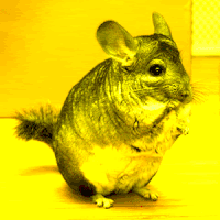 Chinchilla GIFs - Get the best gif on GIFER