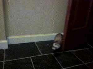 Nopemy GIFs - Get the best gif on GIFER