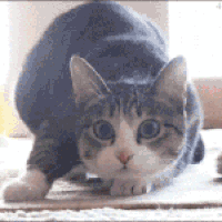 Deviantart GIFs - Get the best gif on GIFER