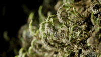 Bryophytes GIFs - Get the best gif on GIFER