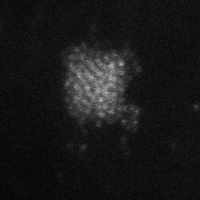 Microscope GIFs - Get the best gif on GIFER