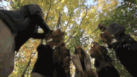 Toss GIFs - Get the best gif on GIFER
