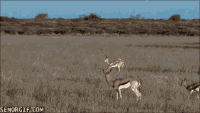 Deer GIFs - Get the best gif on GIFER