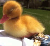 Duck GIFs - Get the best gif on GIFER