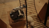 Gerbil GIFs - Get the best gif on GIFER