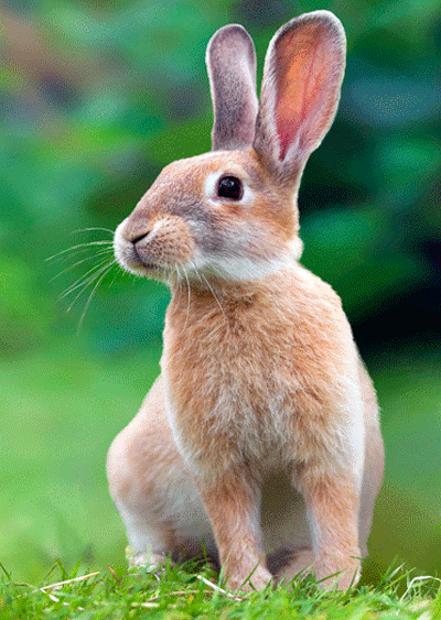 Wild rabbit GIFs - Get the best gif on GIFER