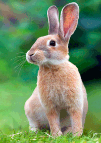 Rabbits GIFs - Get the best gif on GIFER