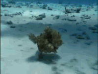 Pulpo GIFs - Get the best gif on GIFER