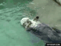 Otter GIFs - Get the best gif on GIFER