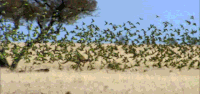 Budgie GIFs - Get the best gif on GIFER