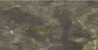 Trout GIFs - Get the best gif on GIFER