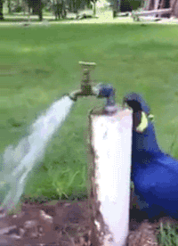 Faucet GIFs - Get the best gif on GIFER