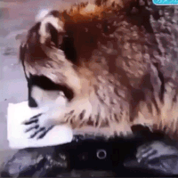 Coon GIFs - Get the best gif on GIFER