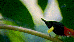 Moonwalkbird GIFs - Get the best gif on GIFER