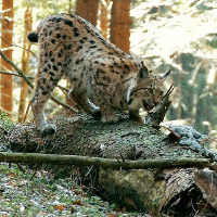 Lynx GIFs - Get the best gif on GIFER