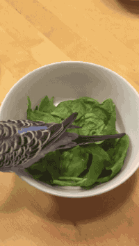Spinach GIFs - Get the best gif on GIFER