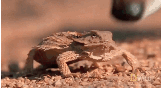 Regal horned lizard GIF - Conseguir o melhor gif em GIFER