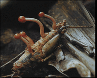 Fungi GIFs - Get the best gif on GIFER