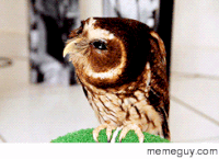 Eyelashes GIFs - Get the best gif on GIFER