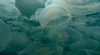 Jellyfish GIFs - Get the best gif on GIFER