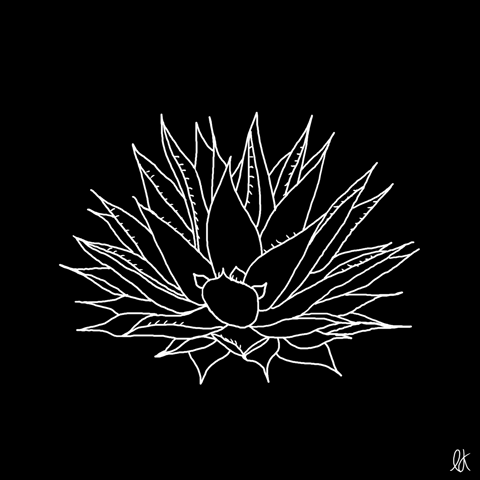 Agave GIFs - Get the best gif on GIFER