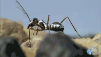 Ant GIFs - Get the best gif on GIFER