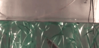 Polypterus GIFs - Get the best gif on GIFER