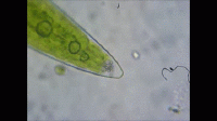 Algae GIFs - Get the best gif on GIFER