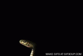 Cobras GIF - Conseguir el mejor gif en GIFER