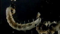 Fleas GIFs - Get the best gif on GIFER