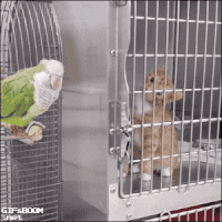 Loro GIFs - Get the best gif on GIFER