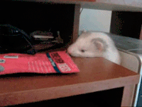 Huron GIFs - Get the best gif on GIFER
