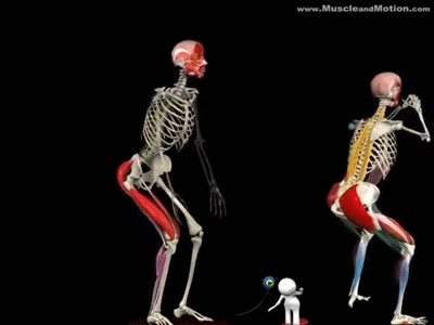 Anatomie гифки, анимированные GIF изображения anatomie - скачать гиф ...