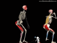 Anatomy GIFs - Get the best gif on GIFER