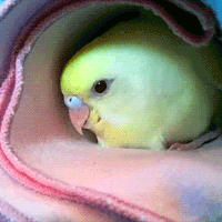 Budgie GIFs - Get the best gif on GIFER