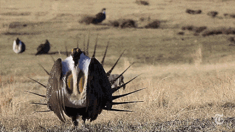 Hyperloop explained гифки, анимированные GIF изображения hyperloop ...