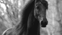 Gallop GIFs - Get the best gif on GIFER