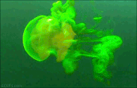 Fluorescent GIFs - Get the best gif on GIFER