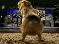 Hamsters GIFs - Get the best gif on GIFER