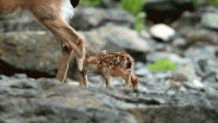 Deer GIFs - Get the best gif on GIFER