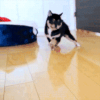 Perrito GIF - Conseguir el mejor gif en GIFER