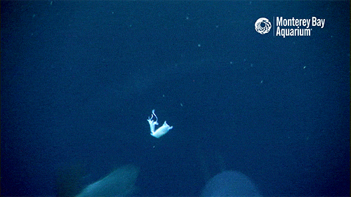 Bluefin tuna GIF - Conseguir o melhor gif em GIFER