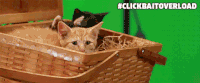 Crib GIFs - Get the best gif on GIFER