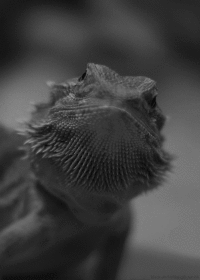 Reptiles GIFs - Get the best gif on GIFER