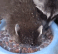 Racoon GIFs - Get the best gif on GIFER