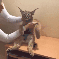 Lynx GIFs - Get the best gif on GIFER