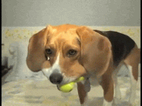 Trio GIFs - Get the best gif on GIFER