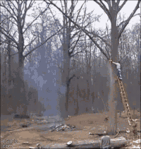 Chainsaw GIFs - Get the best gif on GIFER