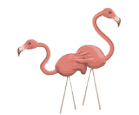 Flamingo GIFs - Get the best gif on GIFER