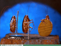 Cockroach GIFs - Get the best gif on GIFER